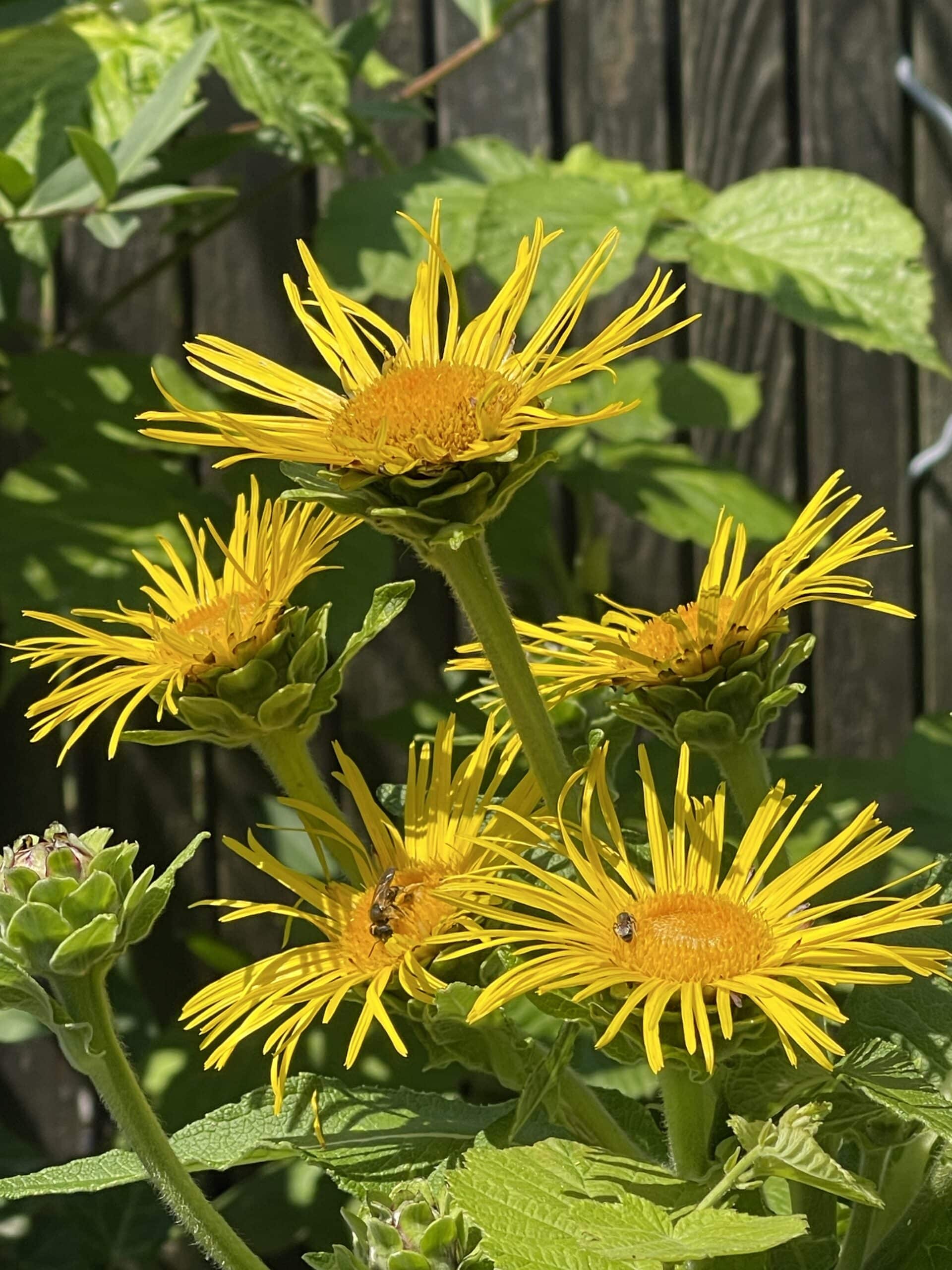 Pflanze des Monats November 2023 – Alant